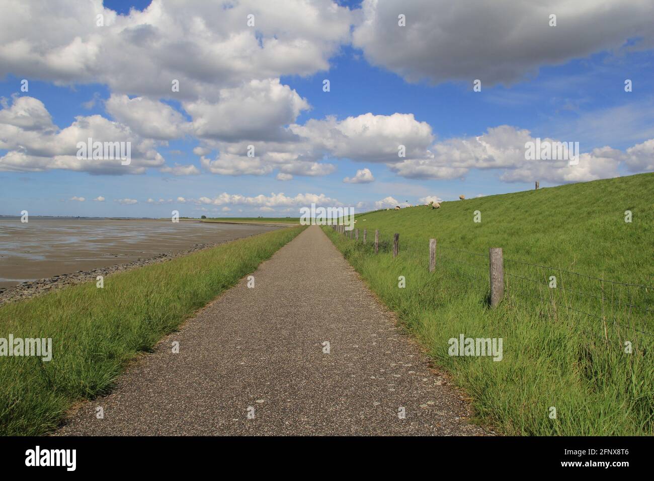 a road at the green seawall along the westerschelde sea with big ...