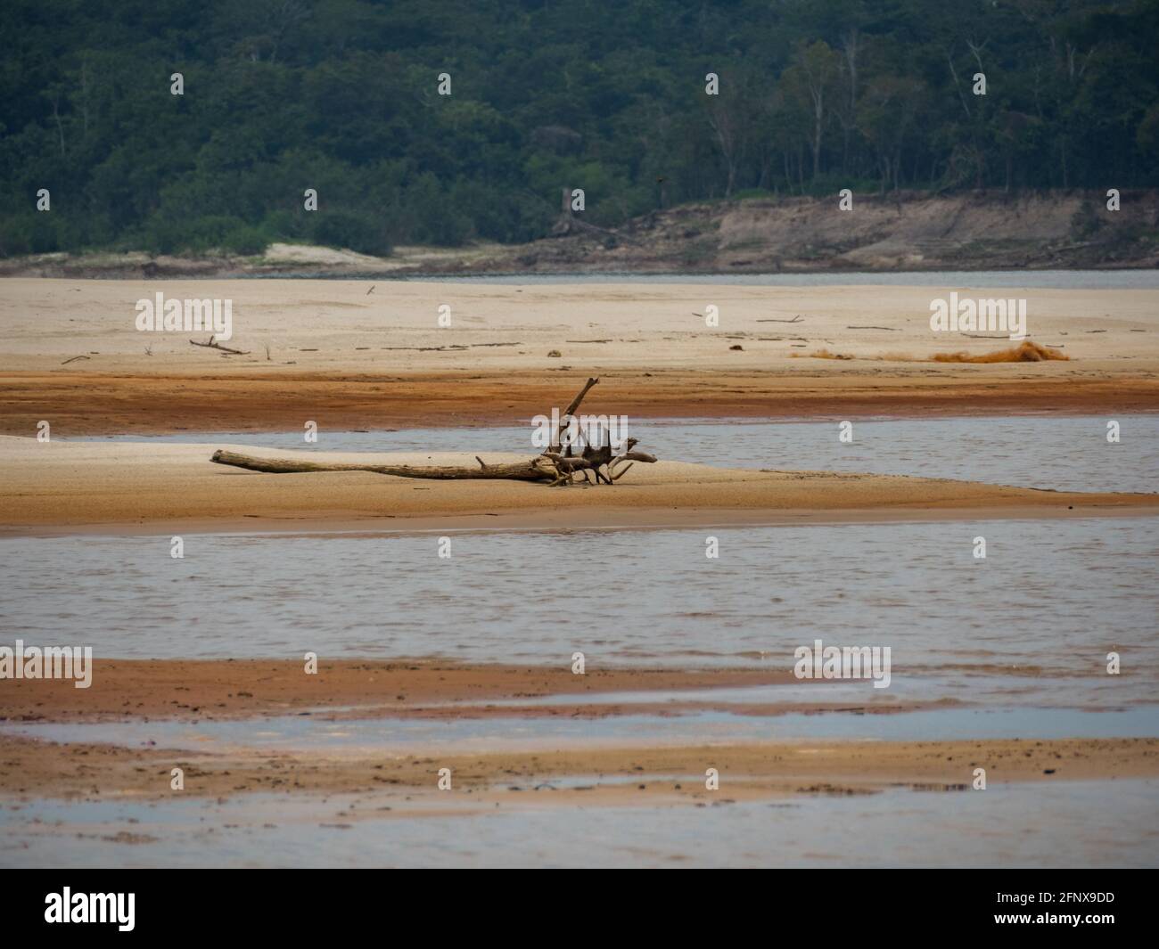 Javari river during low water season, Amazon river basin, Amazonia ...