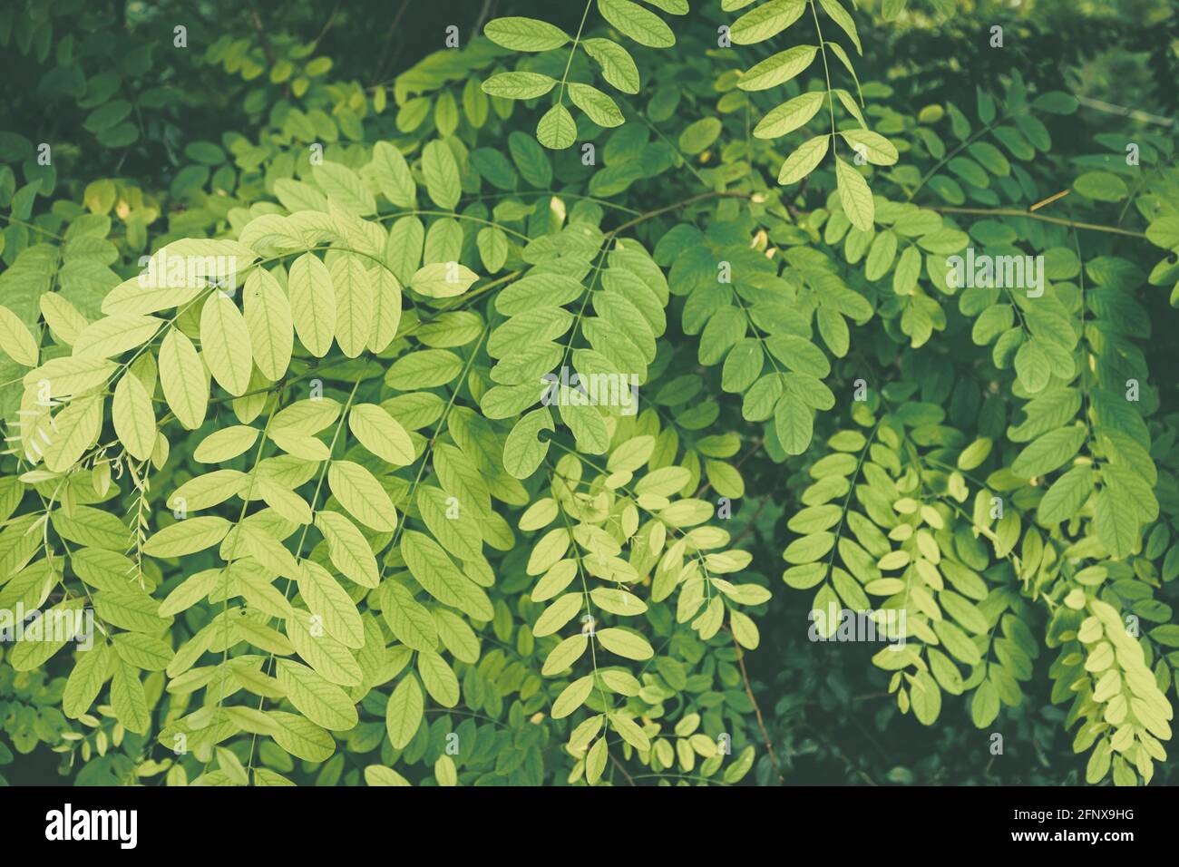 African Acacia Tree Leaves