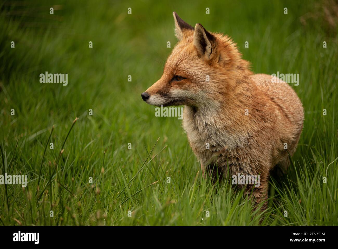 Fox in the grass Stock Photo - Alamy