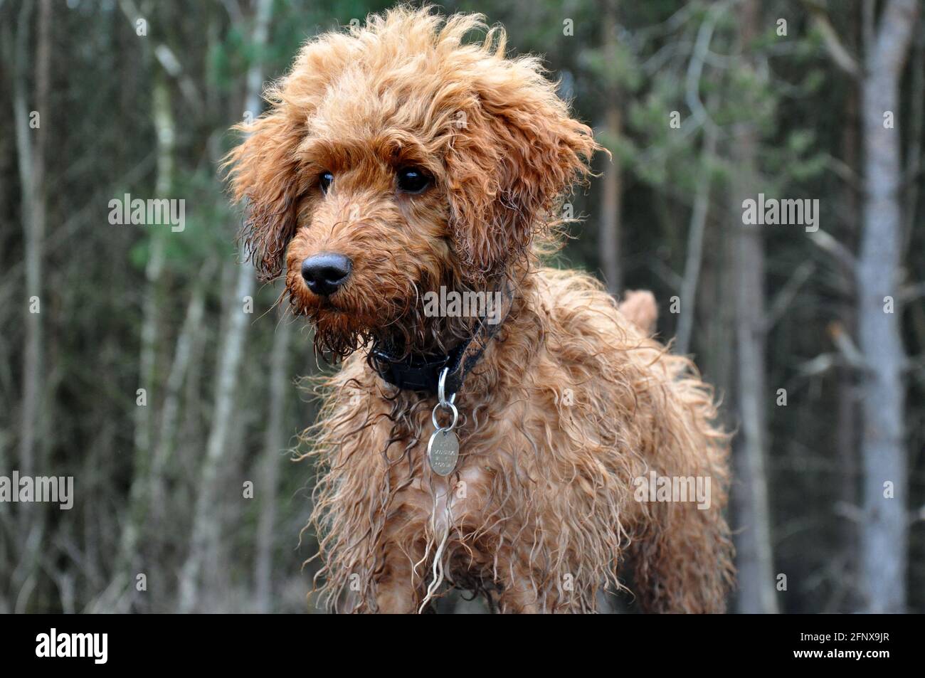 Ginger scruffy hi-res stock photography and images - Alamy