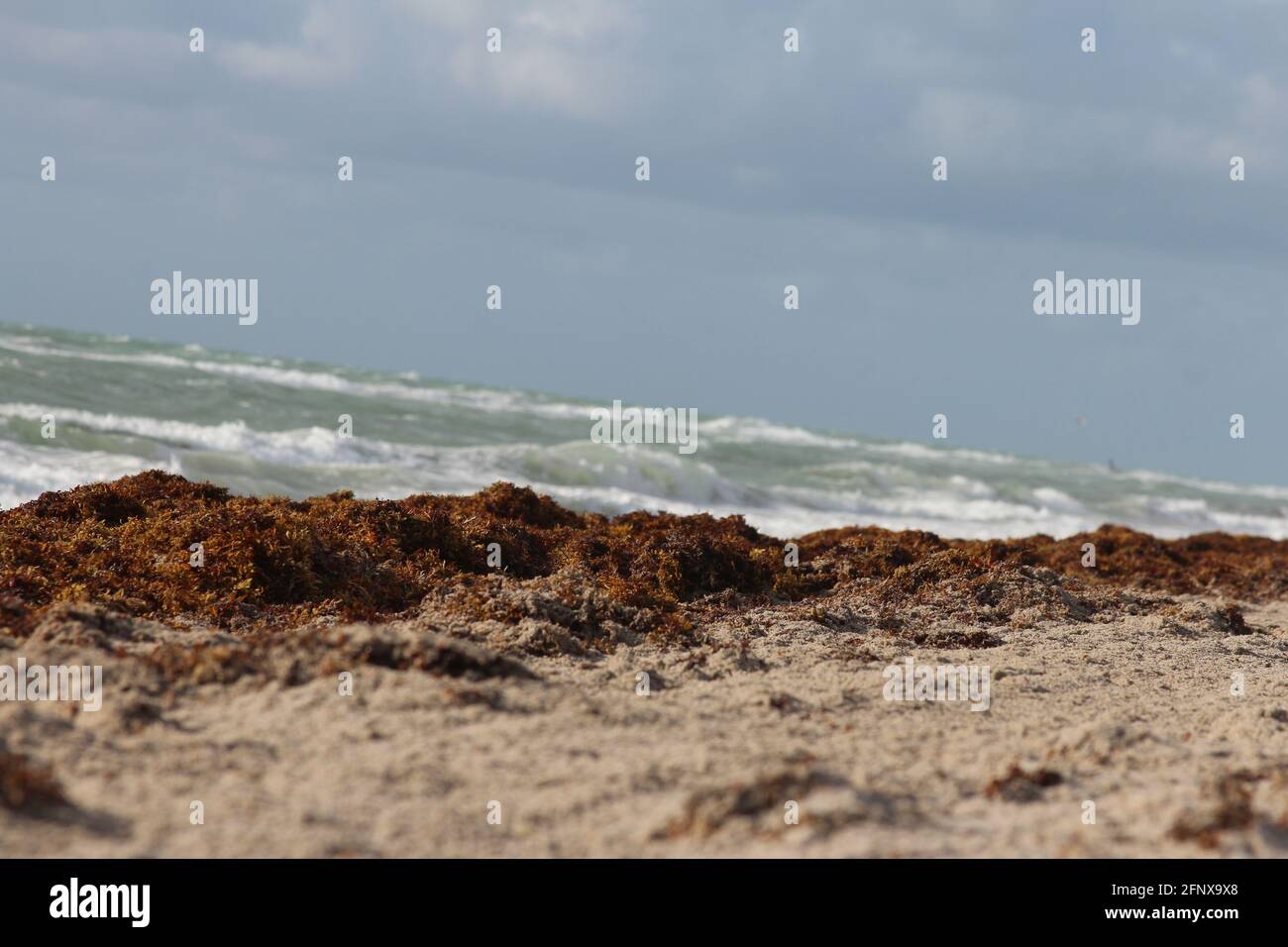 low angle beach waves Stock Photo - Alamy