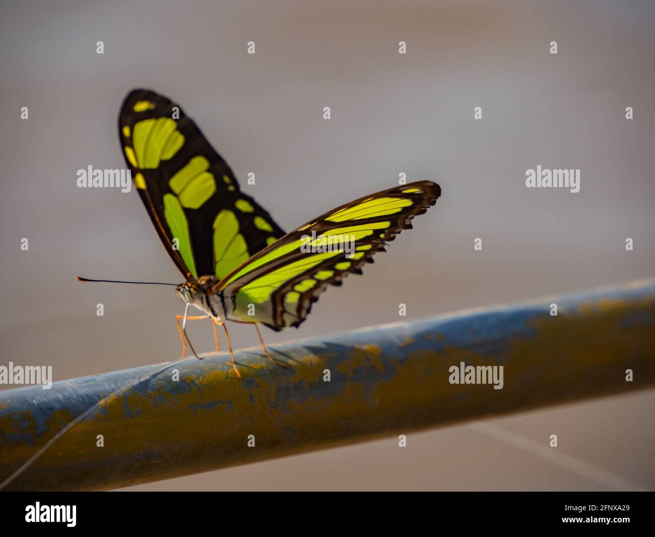 Colorful butterflies on a bank of the river in the Amazon jungle Stock ...