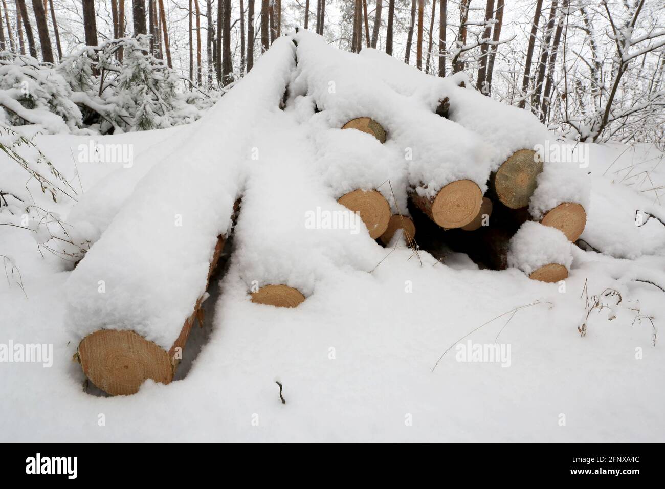 wooden logs under snow in winter forest Stock Photo - Alamy