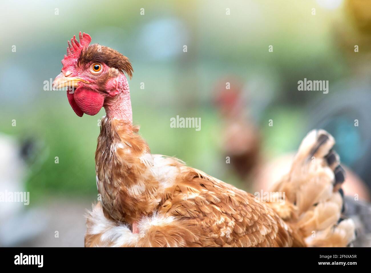 Hens feeding on traditional rural barnyard. Close up of chicken on barn ...