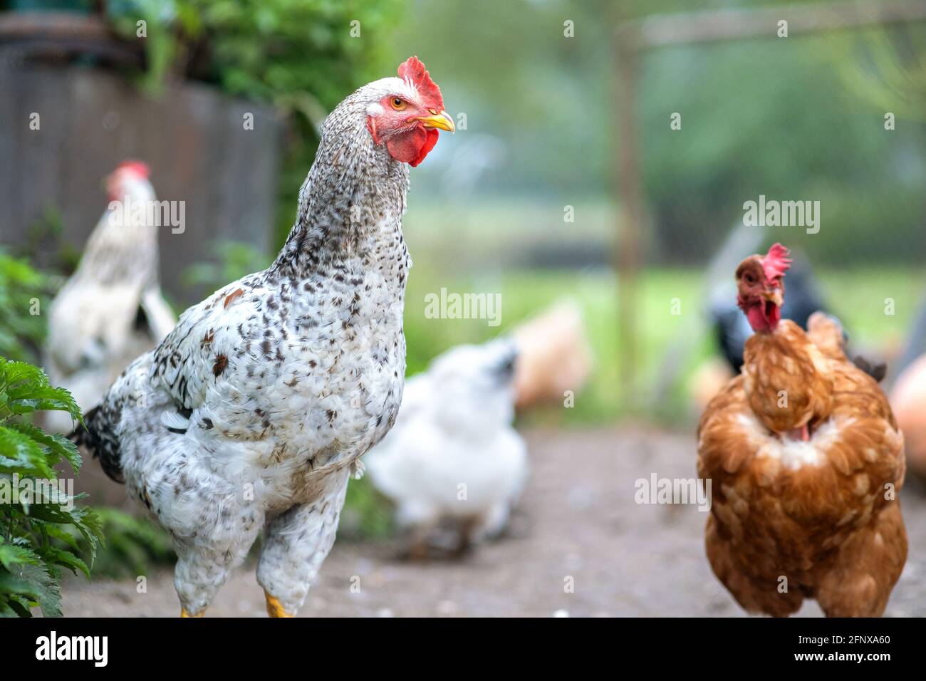 Chicken feeding on traditional rural barnyard. Hens on barn yard in eco ...