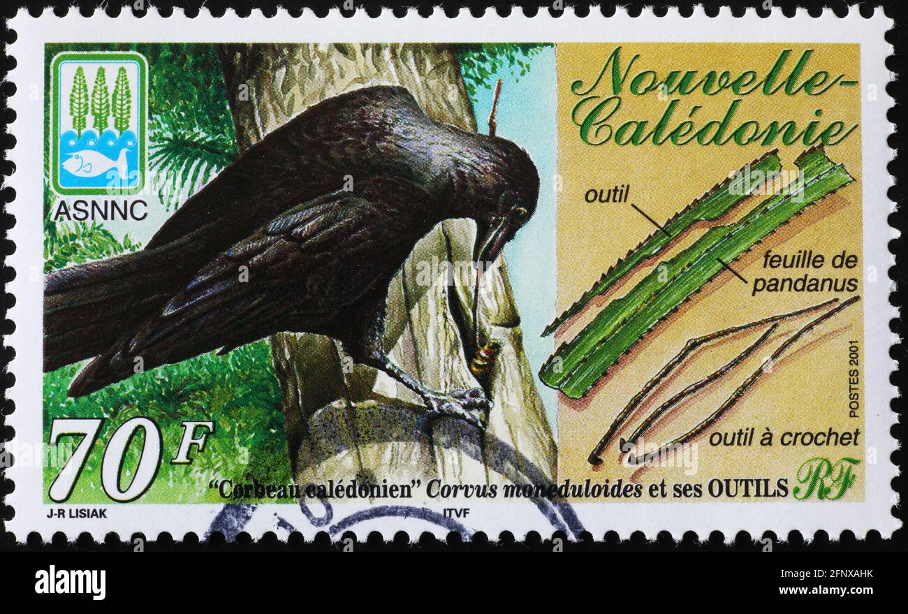 Clever crow building tools to get food on postage stamp Stock Photo - Alamy