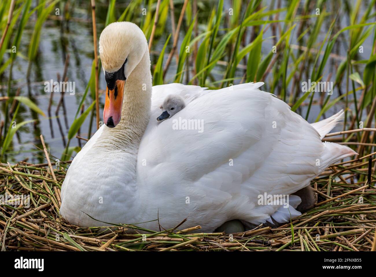 A swan on a nest with a cygnet nestled in her feathers Stock Photo - Alamy