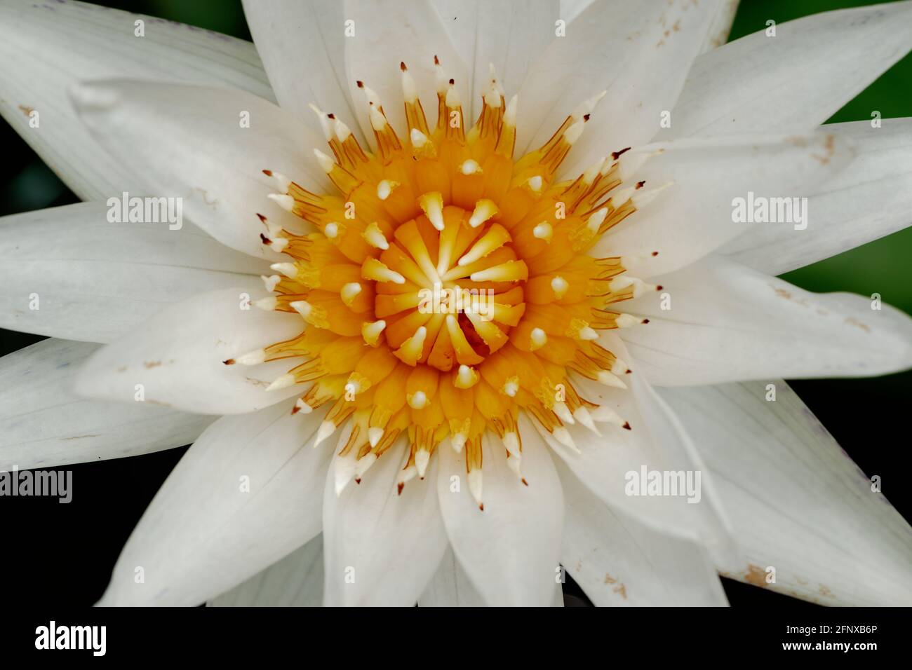 close-up of water-lily in full-frame size Stock Photo - Alamy