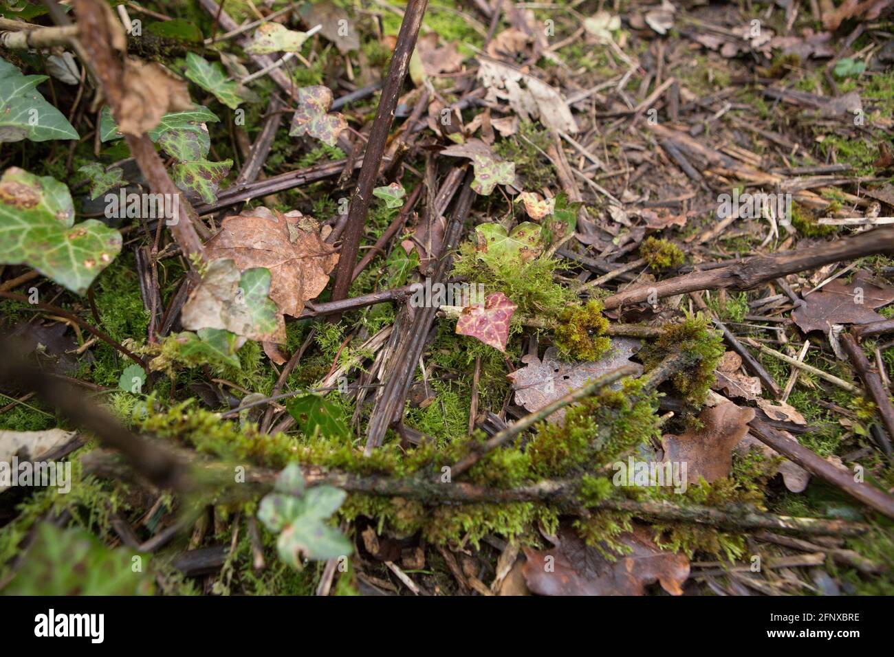 Woodland ground cover Stock Photo - Alamy