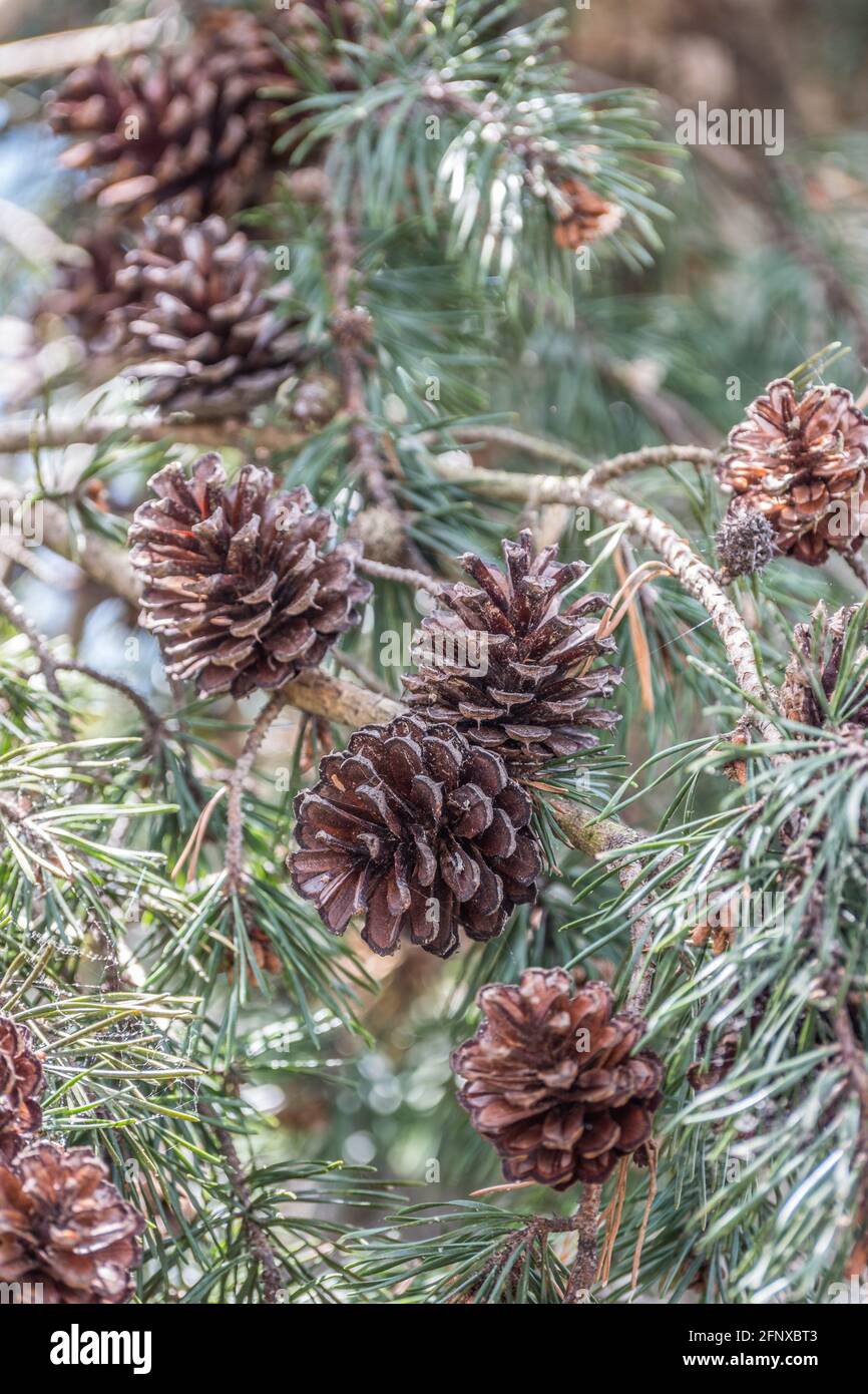 Row And Limb High Resolution Stock Photography and Images - Alamy