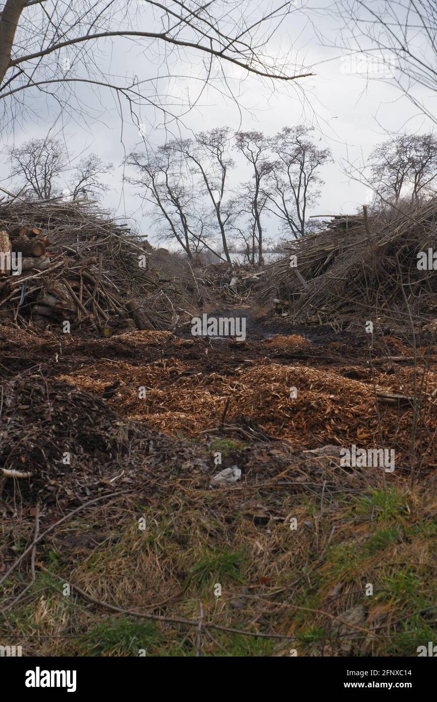 Woodworking waste dump. Mountains of sawdust, branches and trees ...