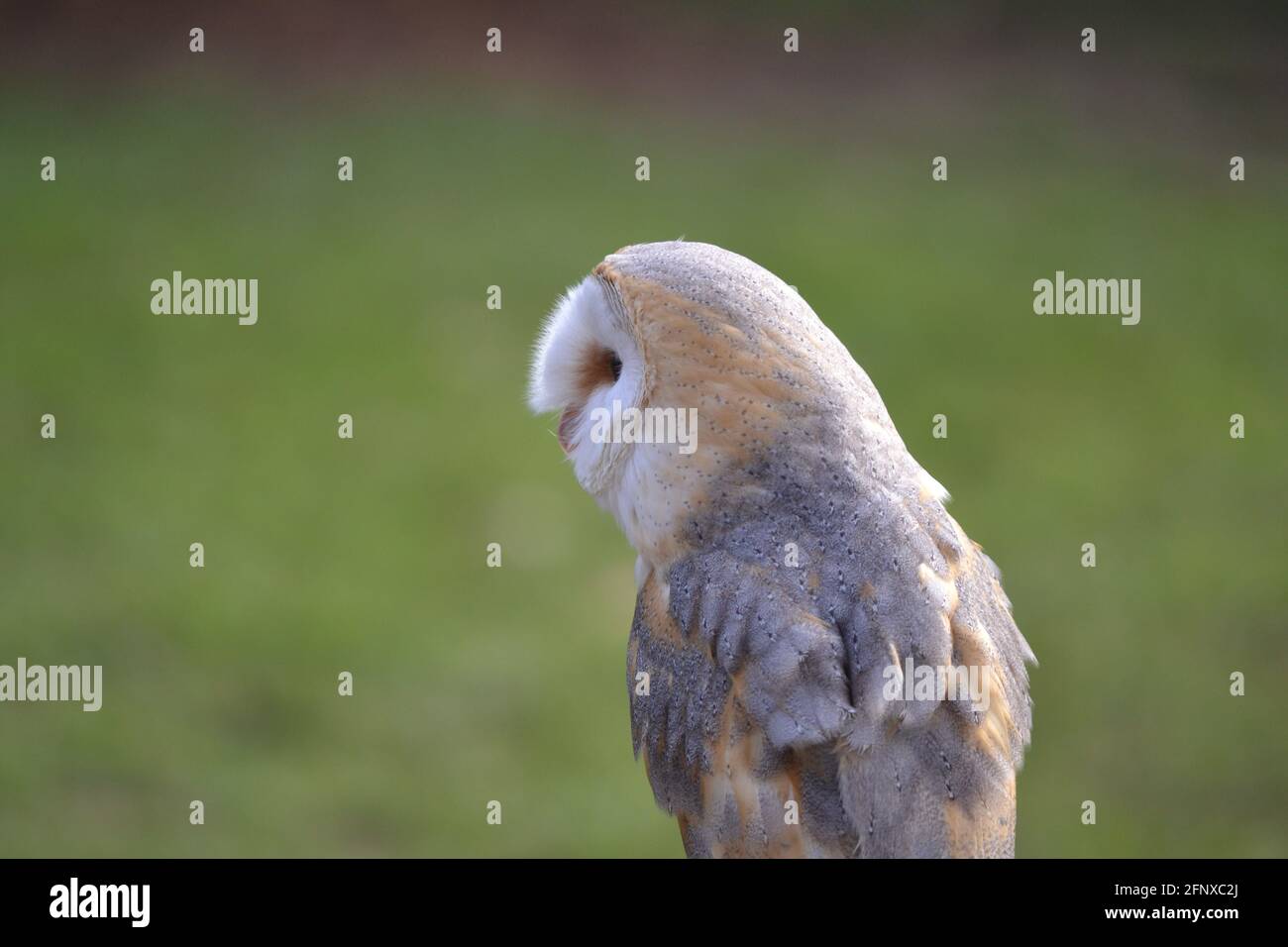 Owl side profile close Stock Photo - Alamy