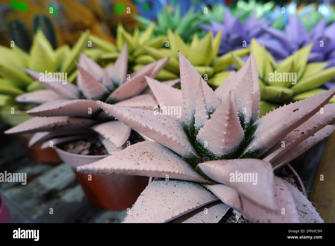 Unusual cacti of different colors, similar to aloe Stock Photo - Alamy