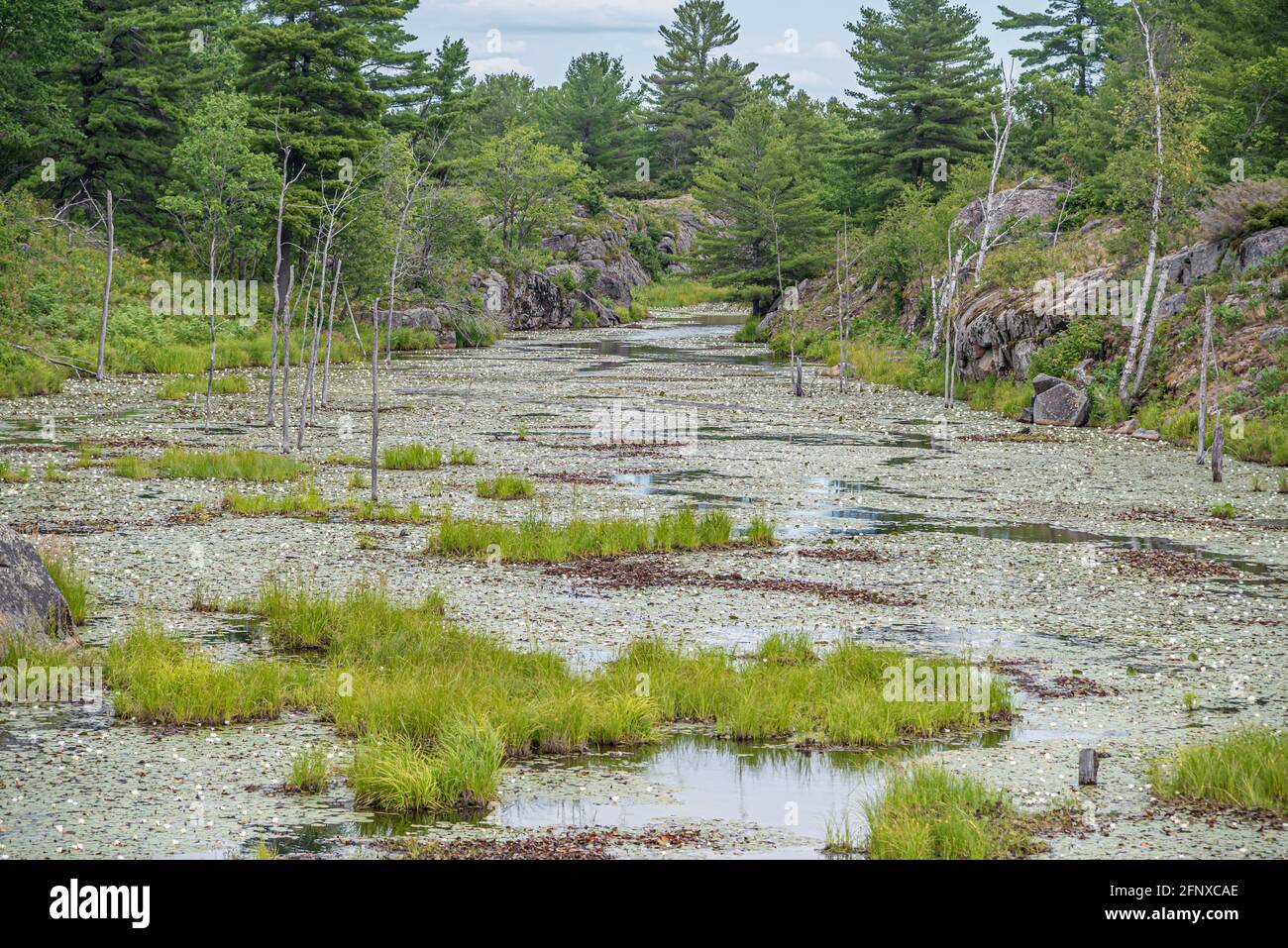 Forest lake in summer time. Muskoka. Canada Stock Photo - Alamy