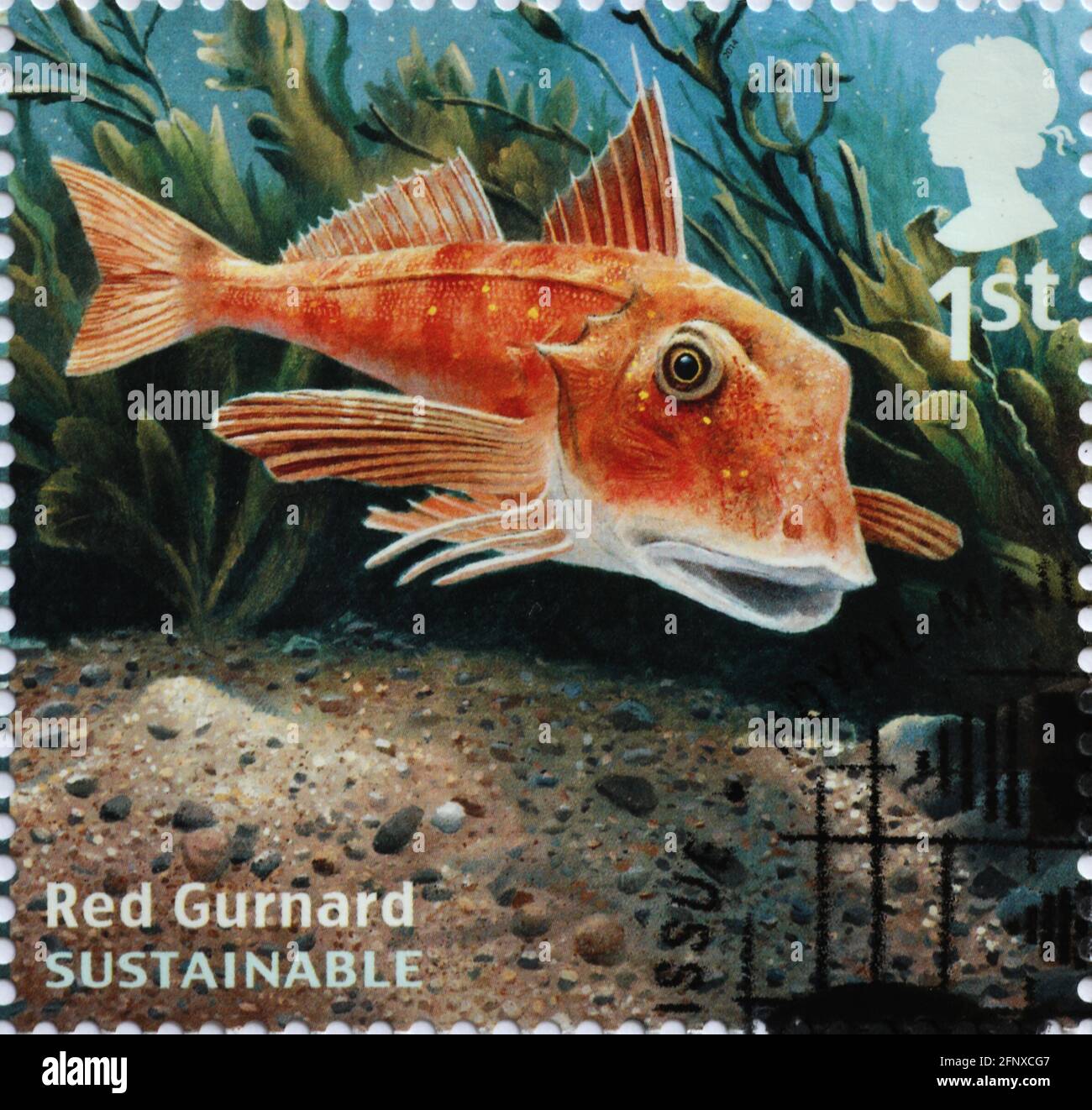 Red gurnard fish on british postage stamp Stock Photo - Alamy