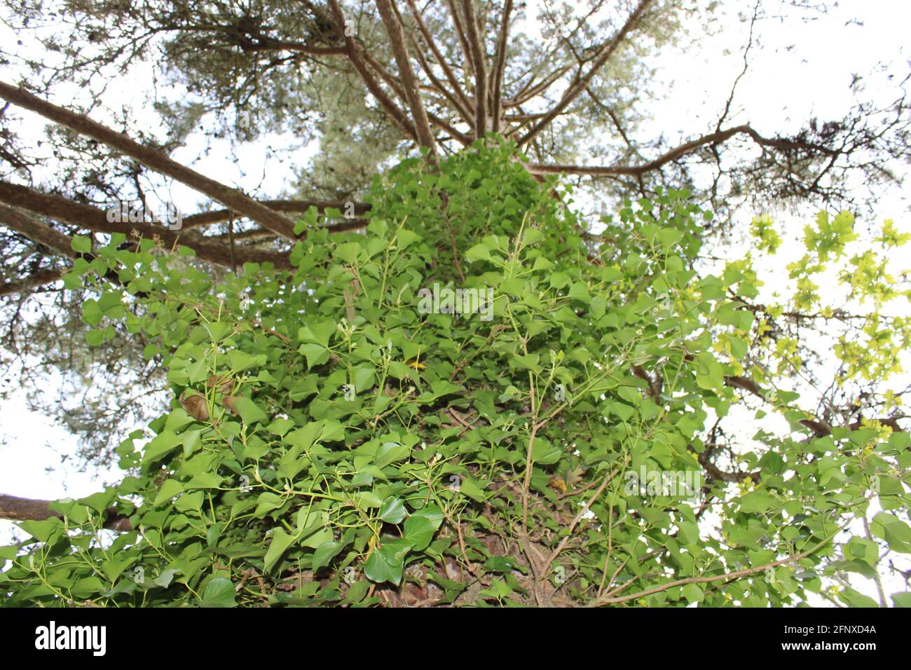 walk in the stuning nature of North Devon area Stock Photo - Alamy