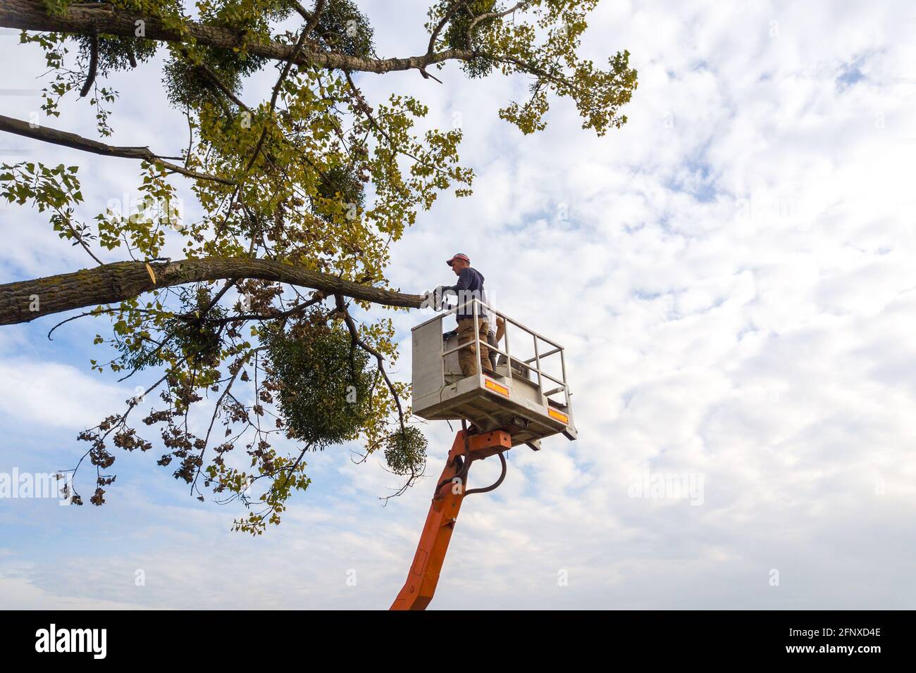 Two male service workers cutting down big tree branches with chainsaw ...