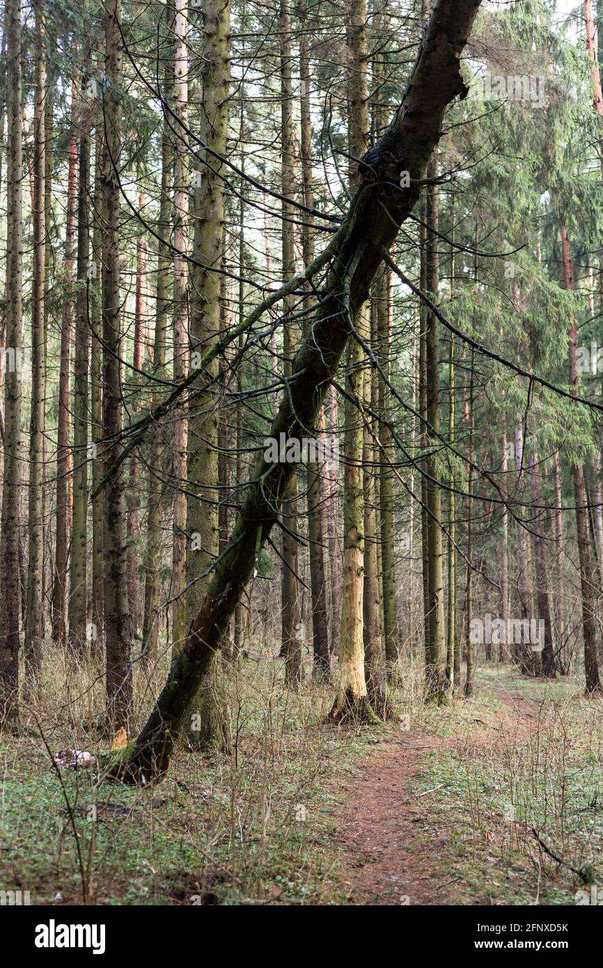 Fallen tree in the forest. Consequence of strong wind Stock Photo - Alamy