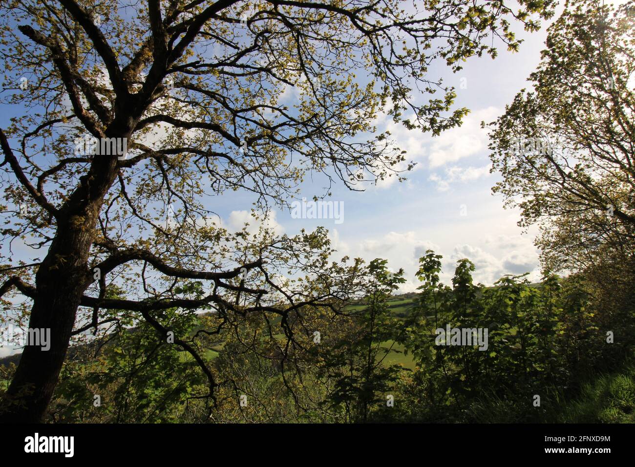 walk in the stuning nature of North Devon area Stock Photo - Alamy