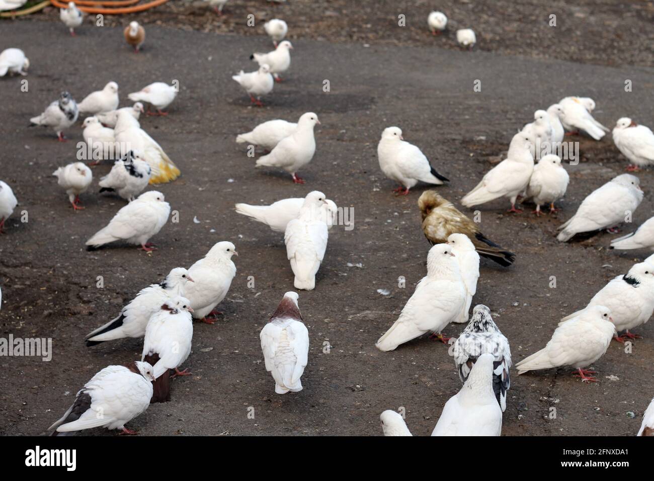 Group different birds hi-res stock photography and images - Alamy