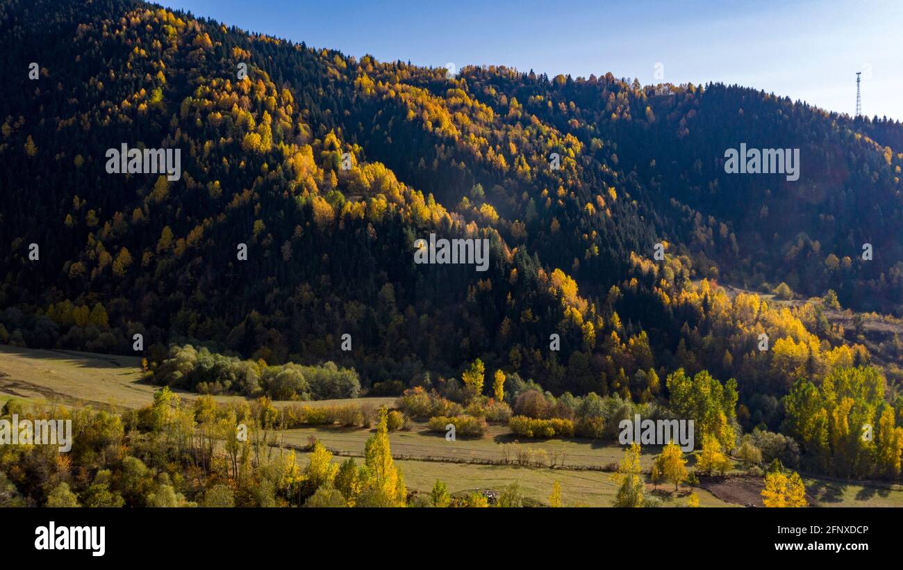 Photo of the unique combination of trees and mountains under the blue ...