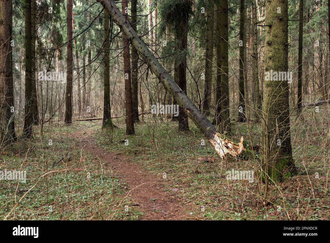 Fallen tree in the forest. Consequence of strong wind Stock Photo - Alamy