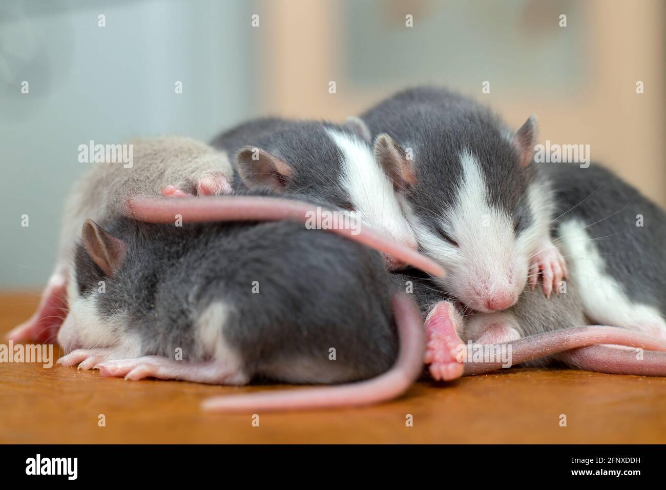 Experiment on rats hi-res stock photography and images - Alamy