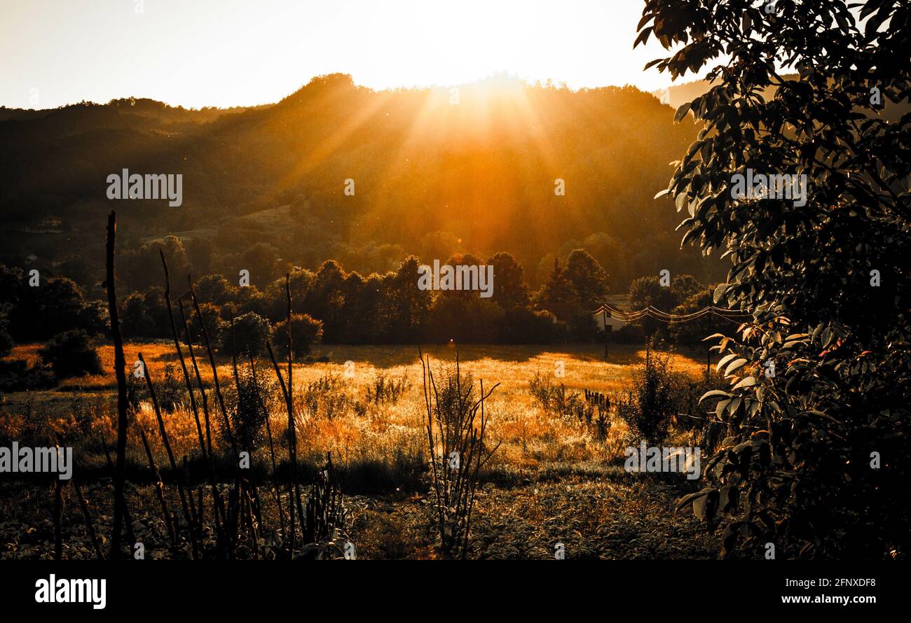 Sun rising above the green forest with evergreen tree Stock Photo - Alamy