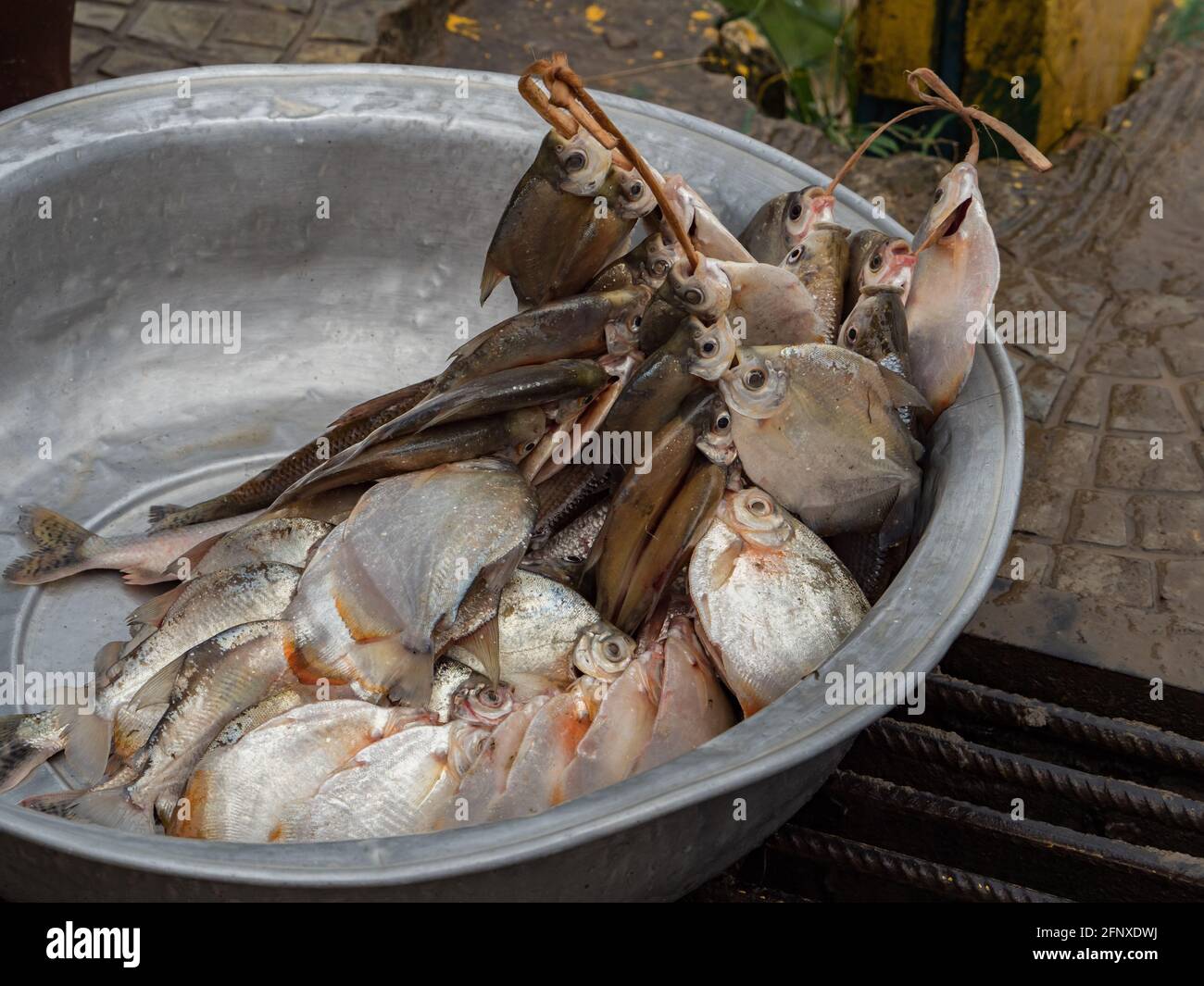 Piranhas eat fish hi-res stock photography and images - Alamy