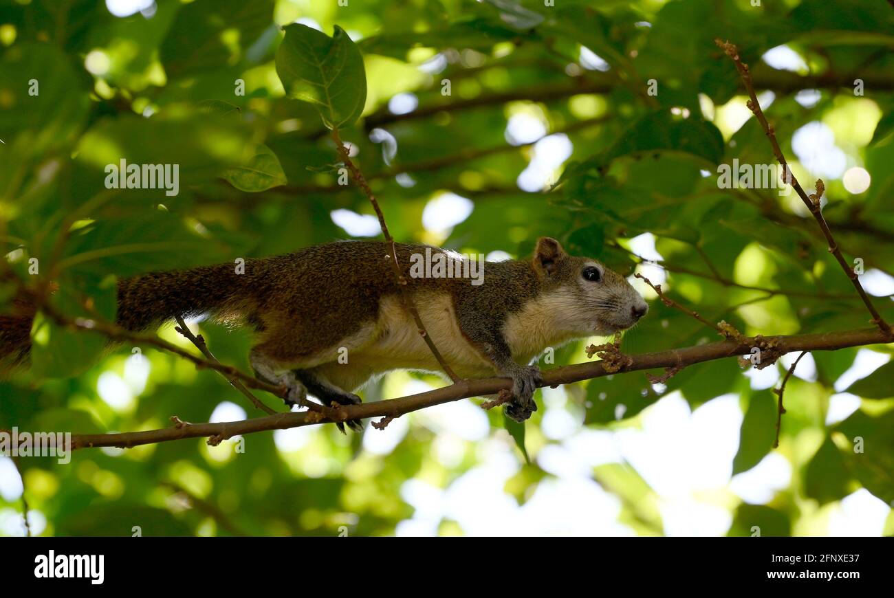 Medium sized rodents hi-res stock photography and images - Alamy