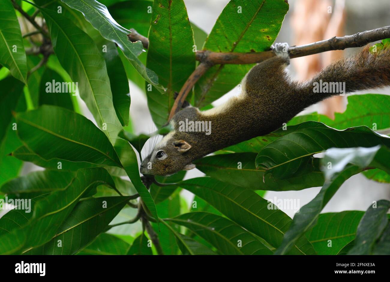 Medium sized rodents hi-res stock photography and images - Alamy