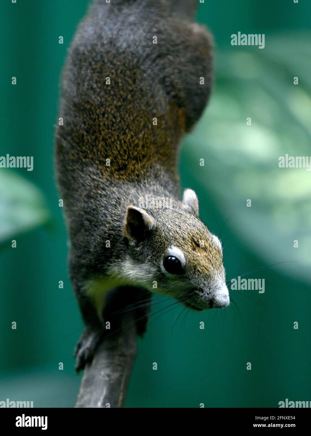 Medium sized rodents hi-res stock photography and images - Alamy