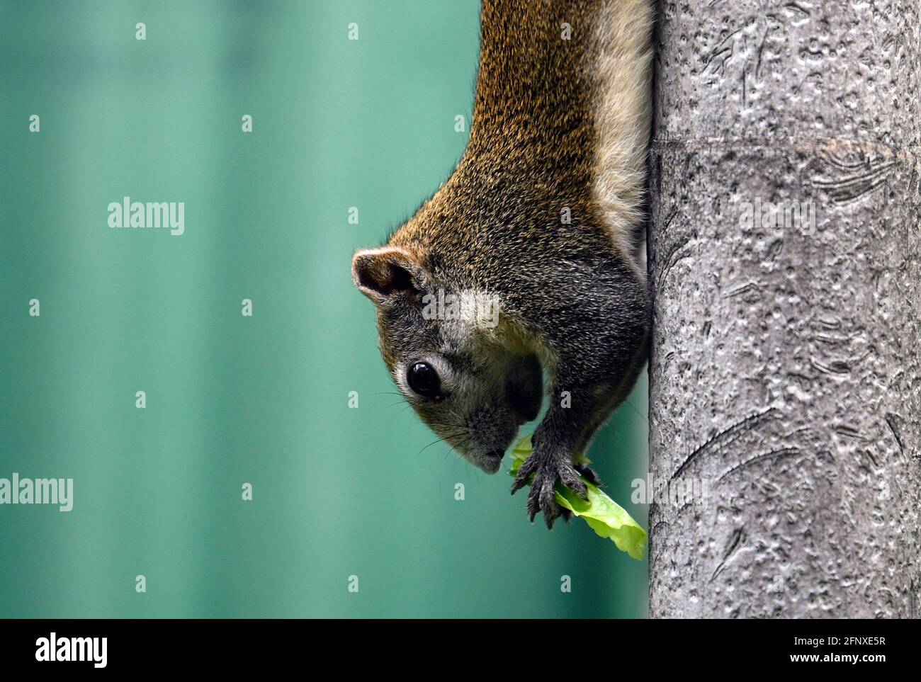 Medium sized rodents hi-res stock photography and images - Alamy