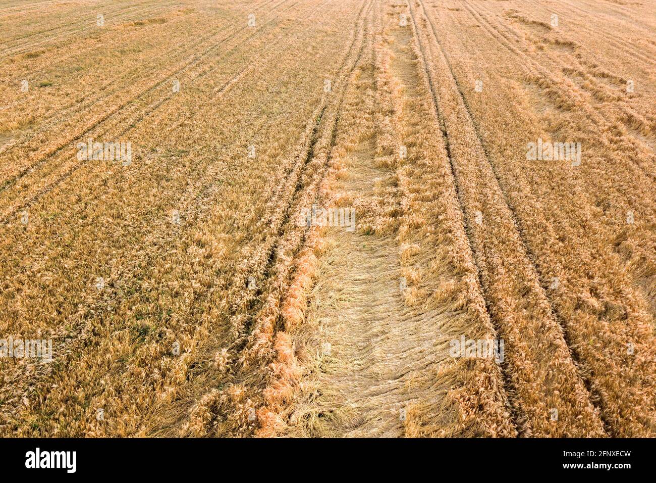 Aerial view of ripe farm field ready for harvesting with fallen down ...