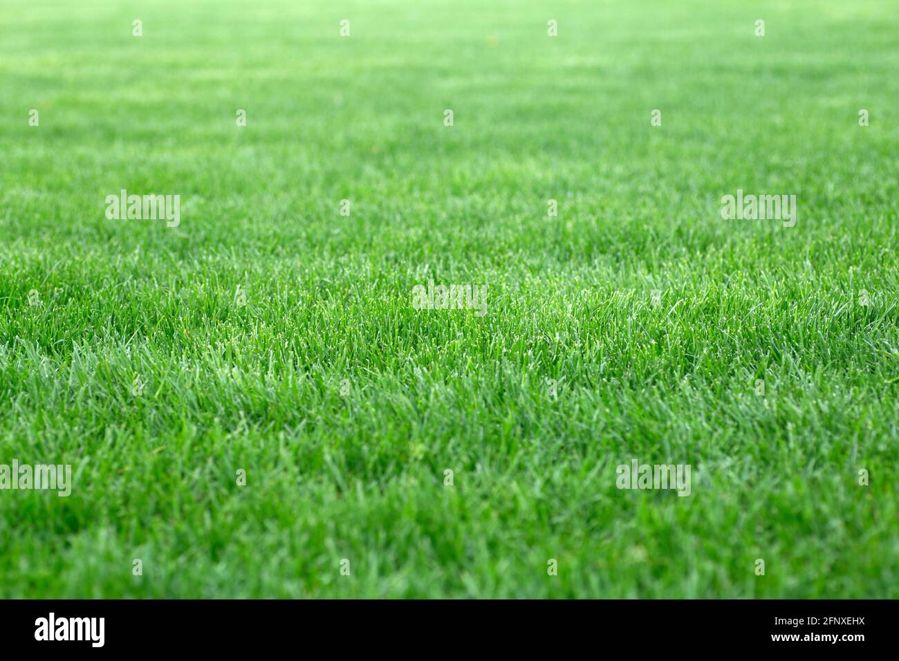 Green grass background. Young lawn in summer under the sun on a field ...