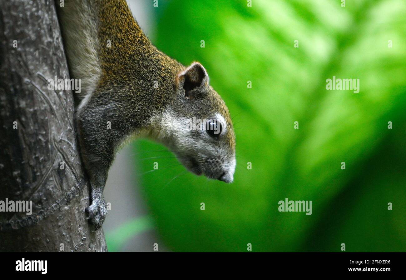 A view of a squirrel on a tree. Tree squirrels have bushy tails and are ...
