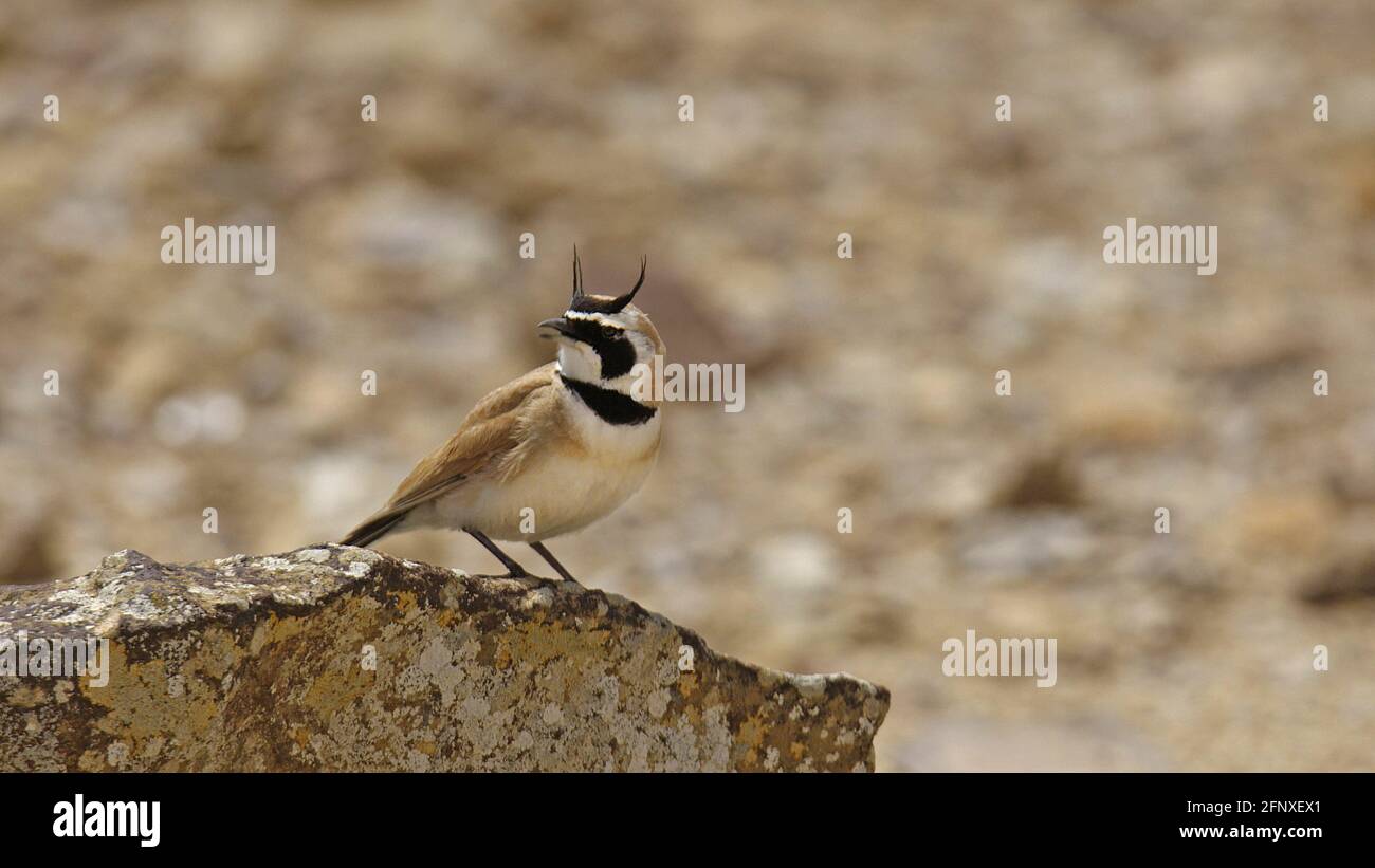 Temminck's lark (Eremophila bilopha) or Temminck's horned lark Stock ...