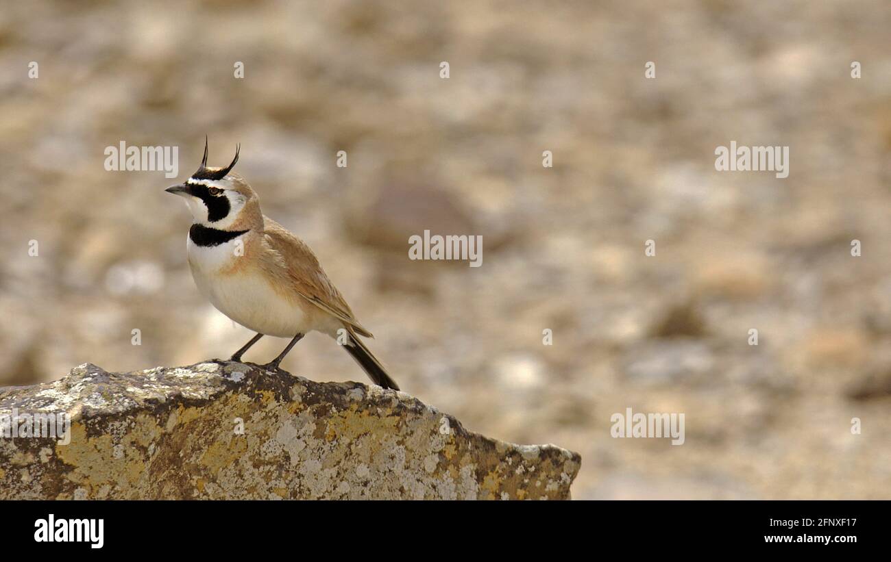 Temminck's lark (Eremophila bilopha) or Temminck's horned lark Stock ...