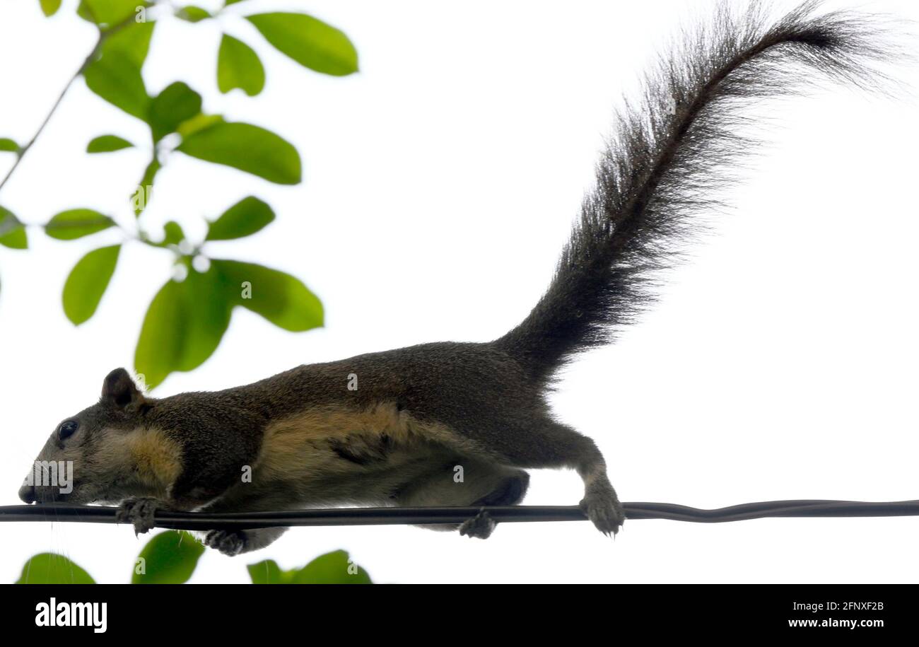 Bangkok, Thailand. 17th May, 2021. A view of a squirrel moving along a ...