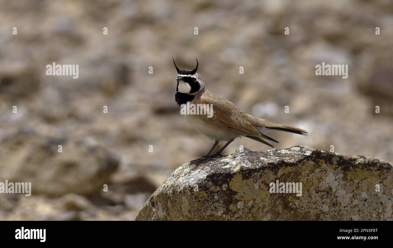 Temminck's lark (Eremophila bilopha) or Temminck's horned lark Stock ...
