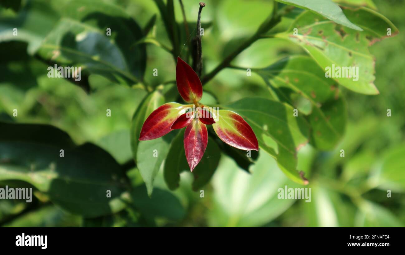 Overhead view of few freshly grown red cinnamon leaves on top of a ...