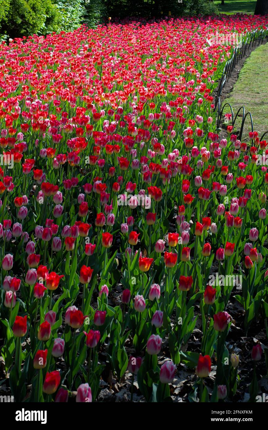 Alectric tulip hi-res stock photography and images - Alamy