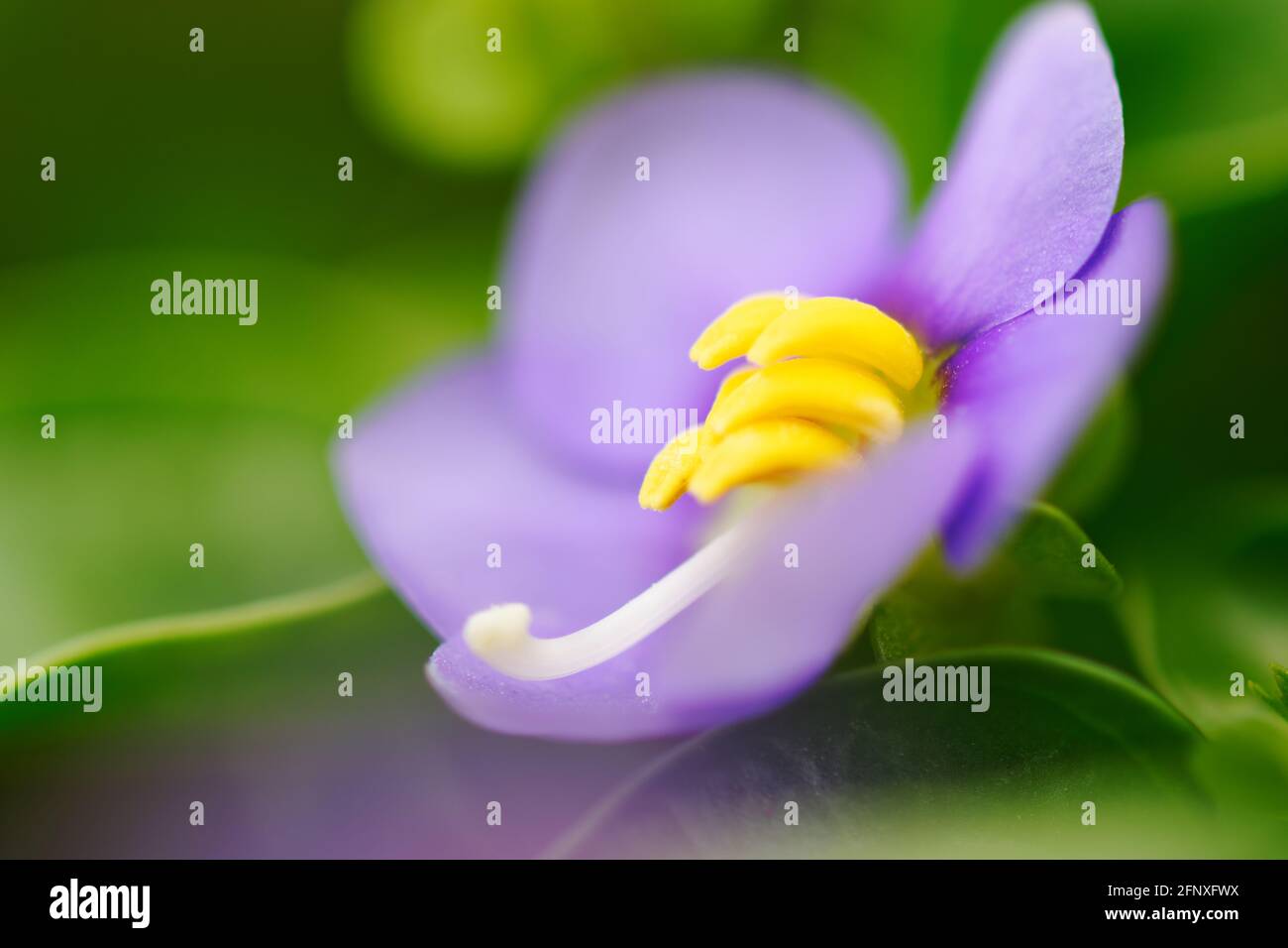 Persian violet, Exacum affine small purple flower closeup beauty banner ...