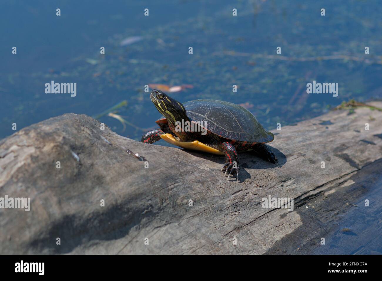 Painted turtle (Chrysemys picta) basking on a log in a pond in Ottawa ...