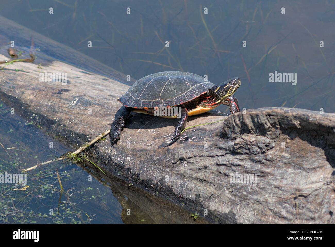 Painted turtle (Chrysemys picta) basking on a log in a pond in Ottawa ...