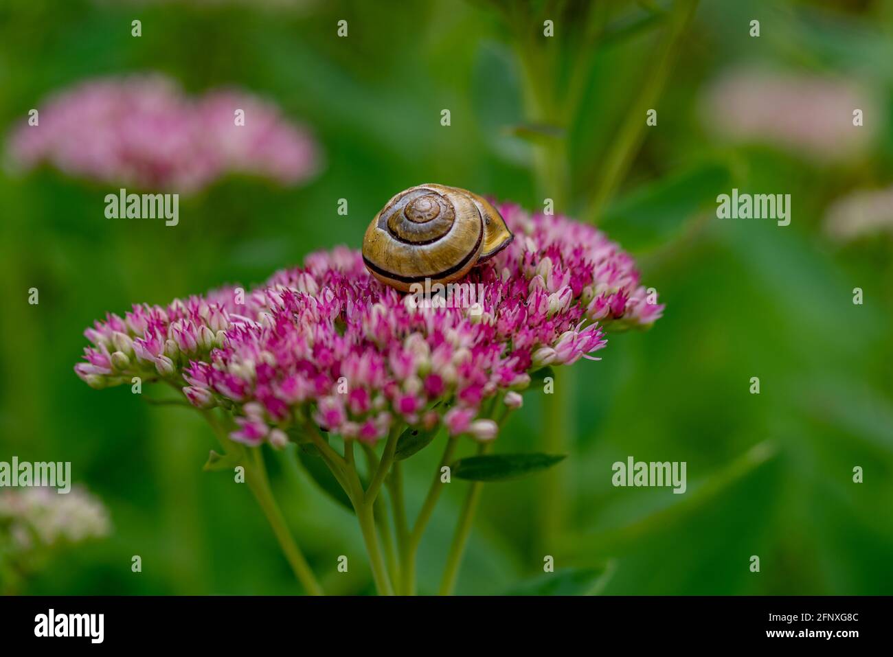 Purple helix hi-res stock photography and images - Alamy