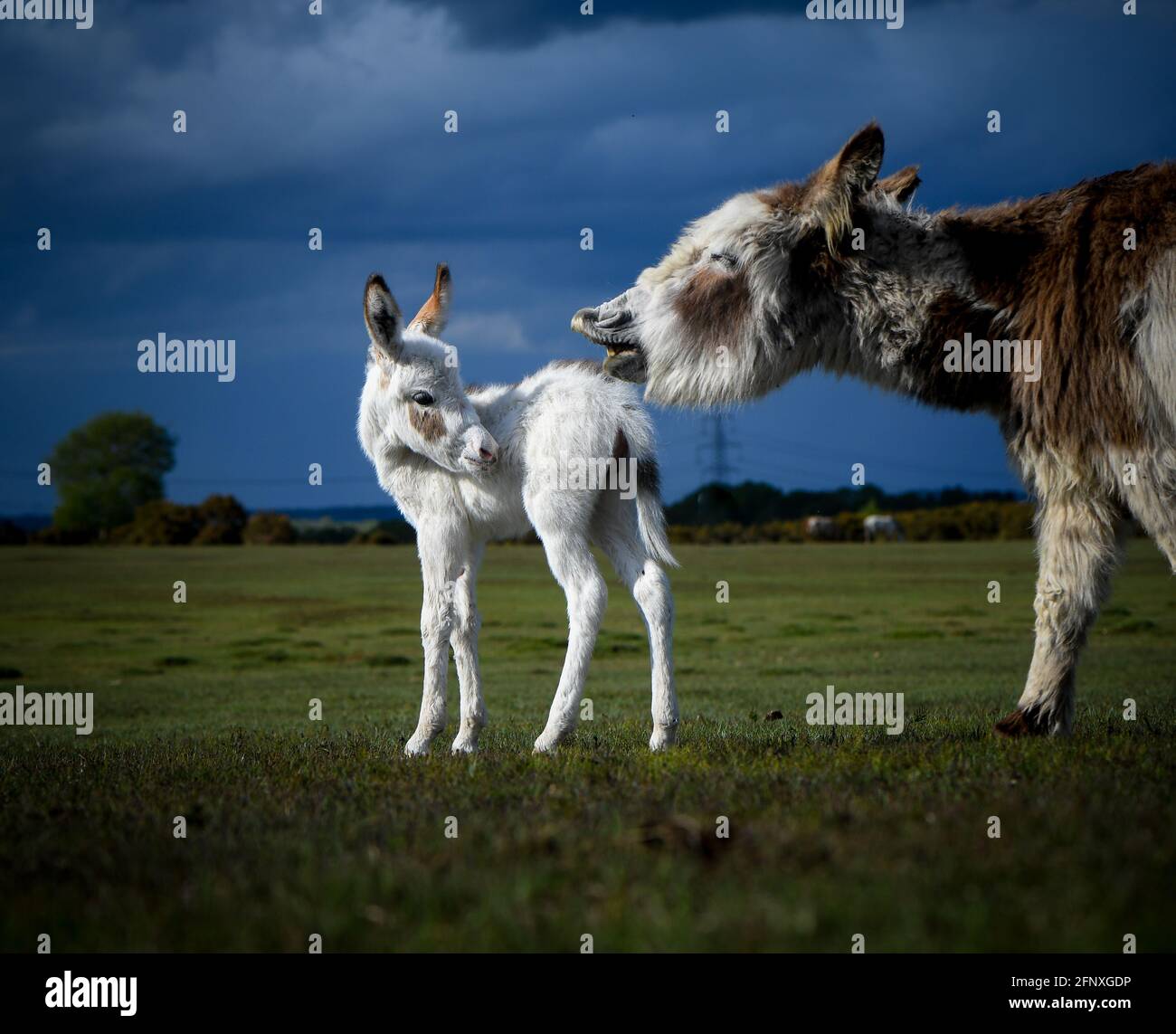 White donkey hi-res stock photography and images - Alamy