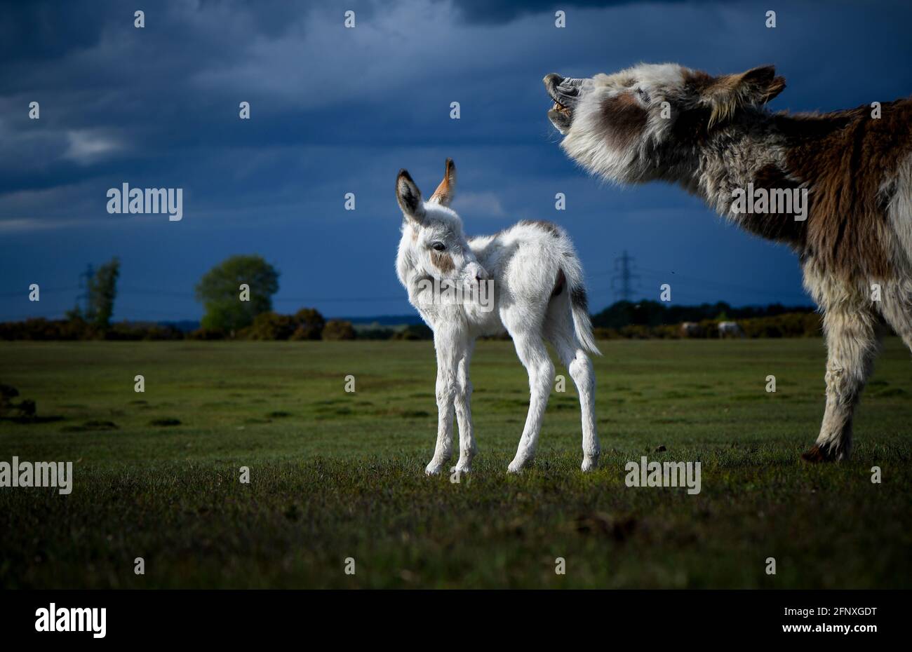 Donkey coat hi-res stock photography and images - Alamy
