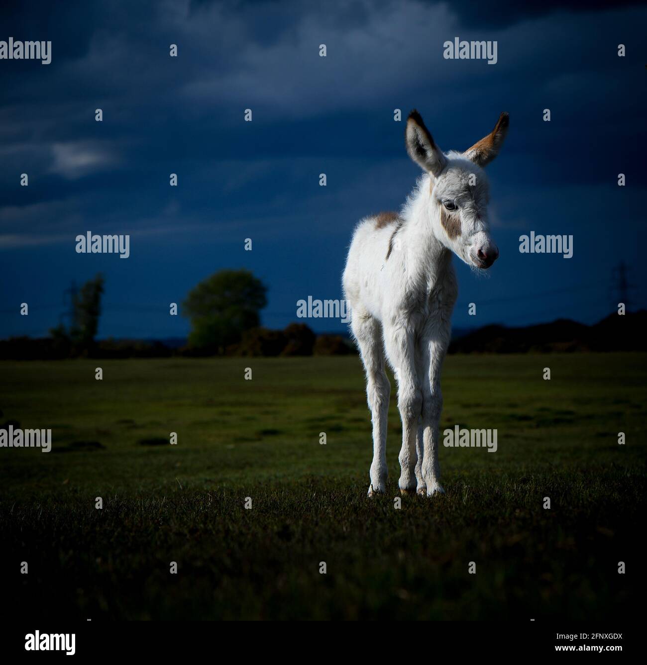 White donkey hi-res stock photography and images - Alamy